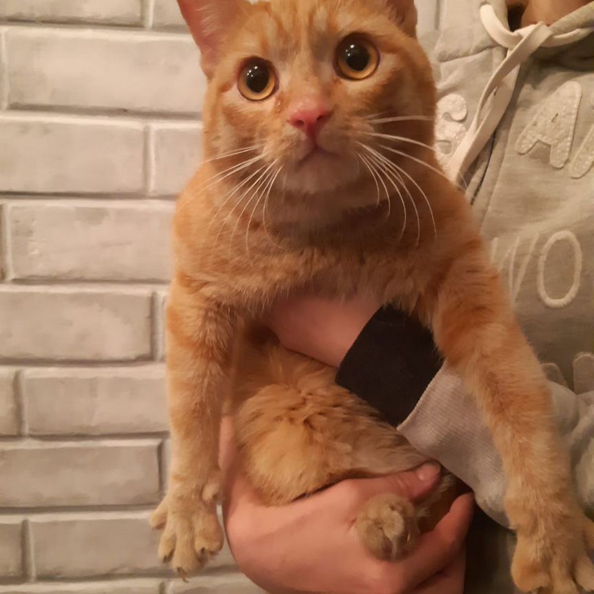 Найден рыжий кот