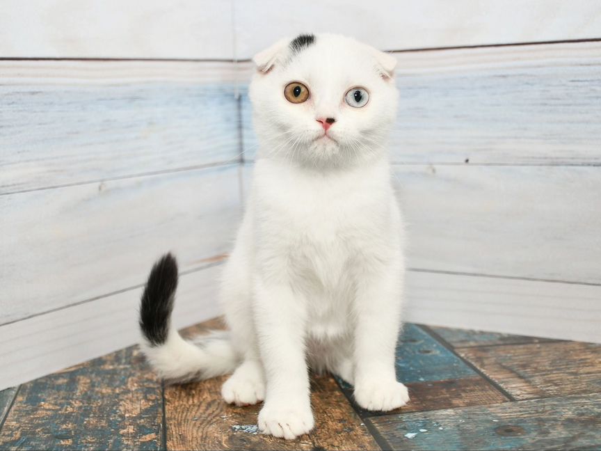 Шотландские котята с документами из питомника
