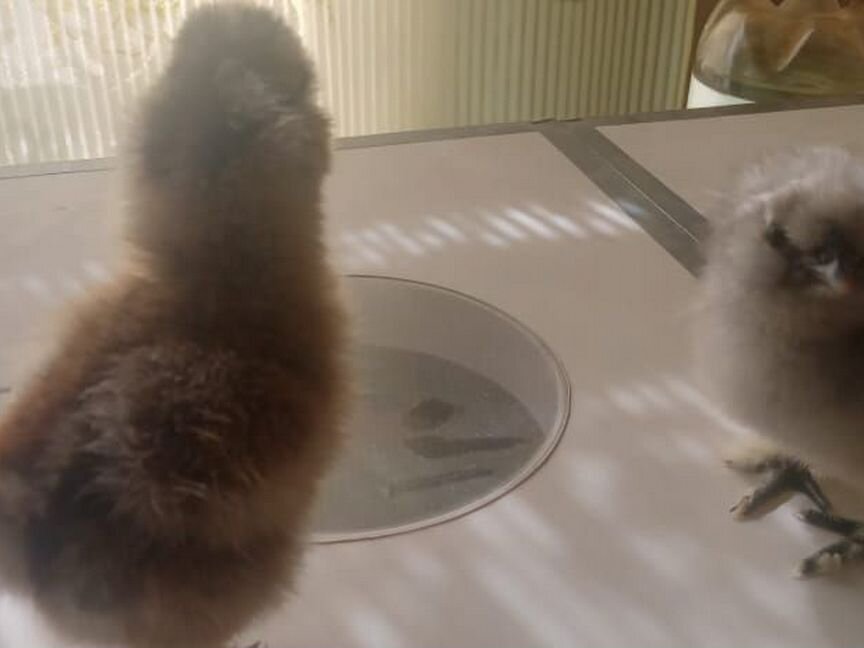 Китайские шёлковые цыплята