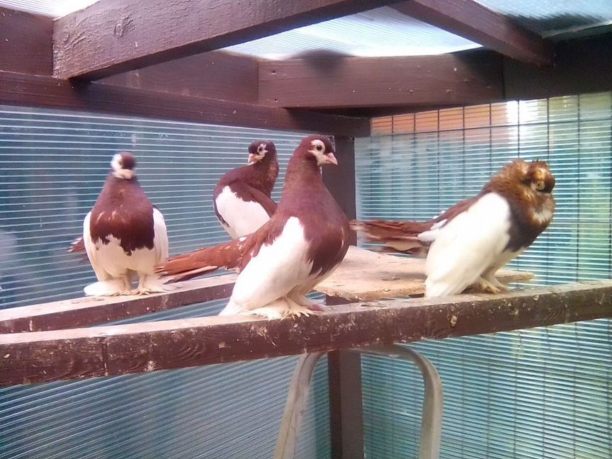 Красные статные. С лентой