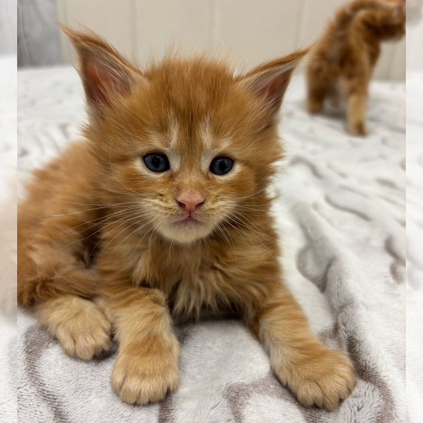 Мейн-кун котёнок