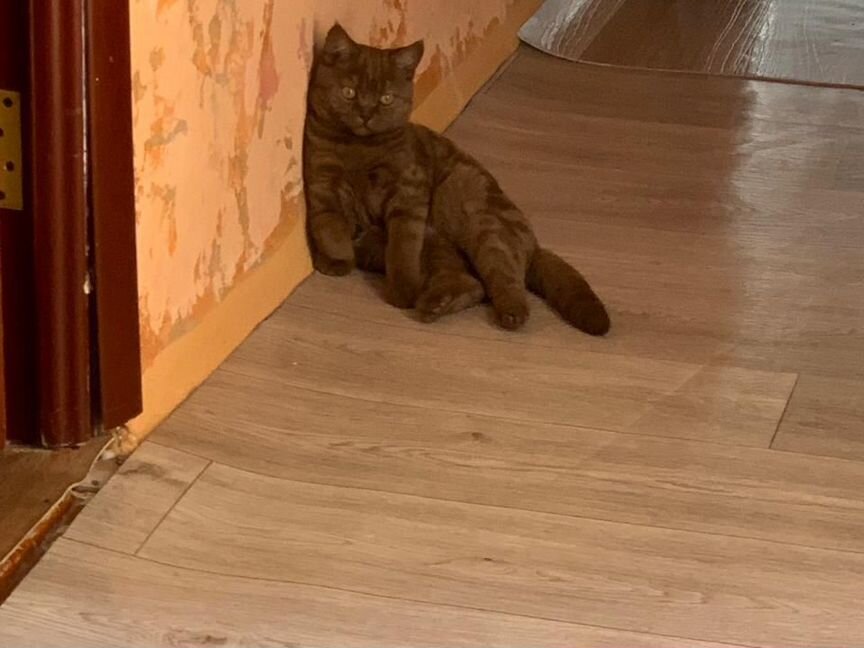 Шотландские прямоухие котята