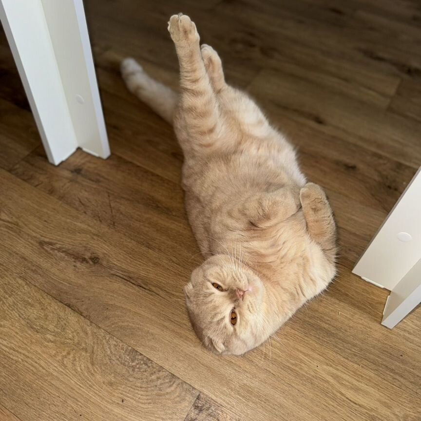 Шотландский кот вязка