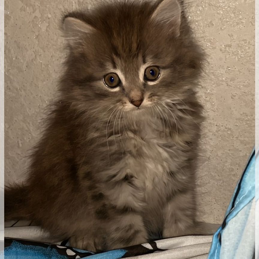 Сибирский котёнок