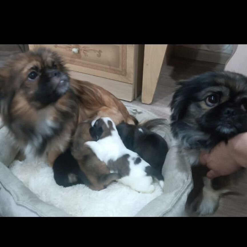 Щенки пекинеса