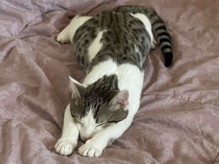 Котик полубенгал