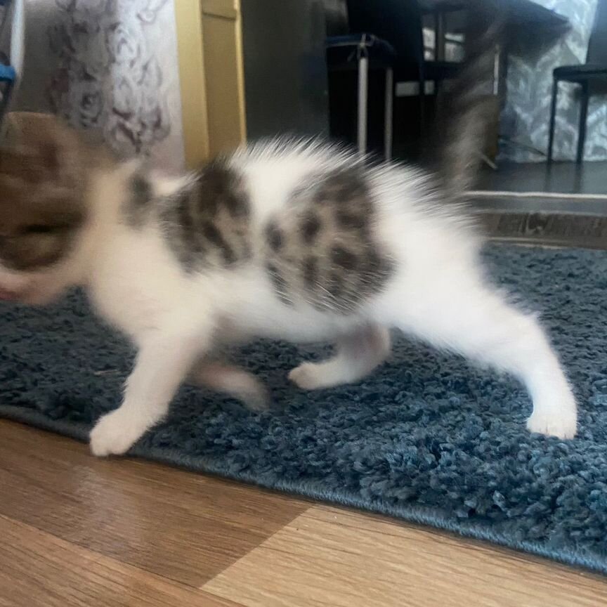 Котёнок в добрые руки