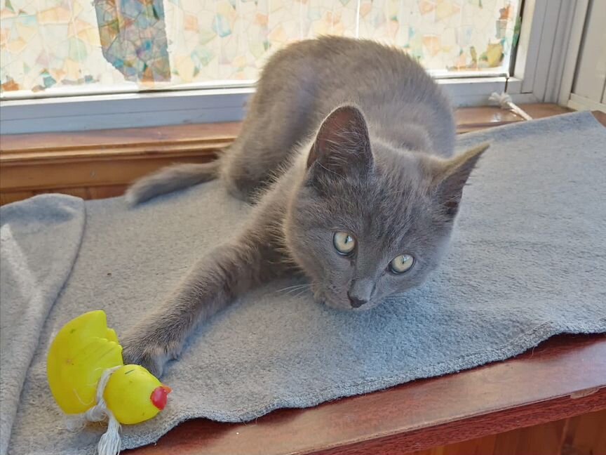 Русская голубая