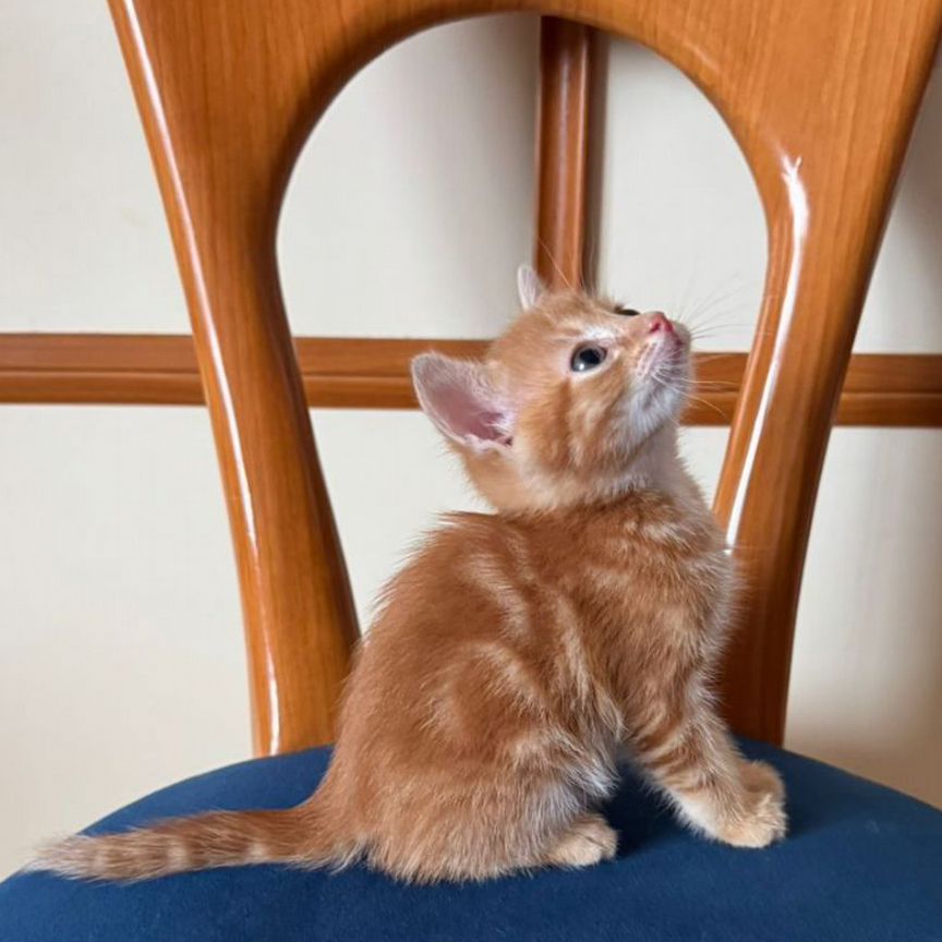 Котенок в добрые руки