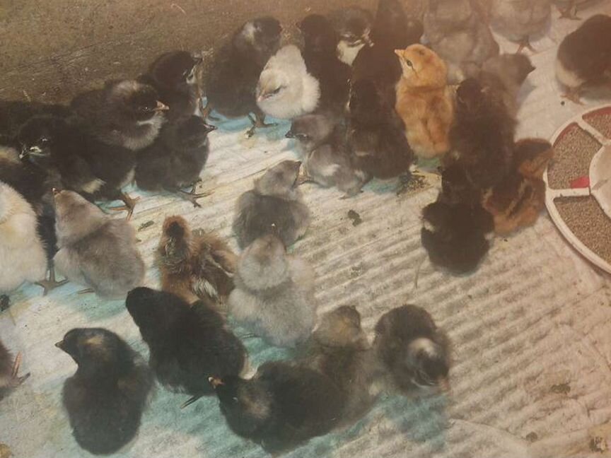 Цыплята кур несушек