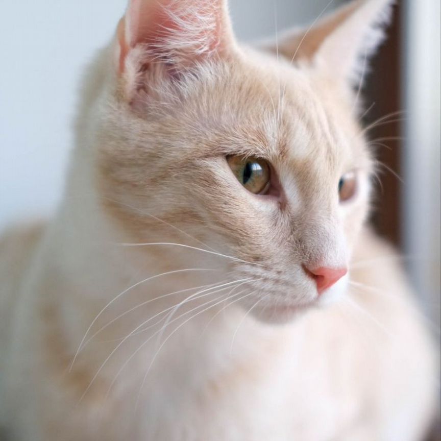 Котенок персиковый