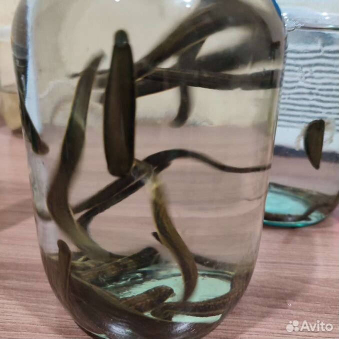 Продам пиявки