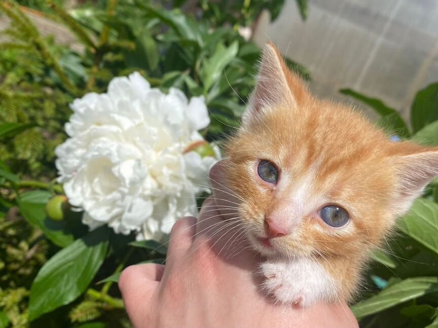 Отдам котенка в добрые руки