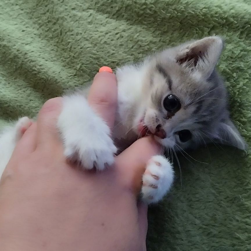 Кошечка 3 месяца