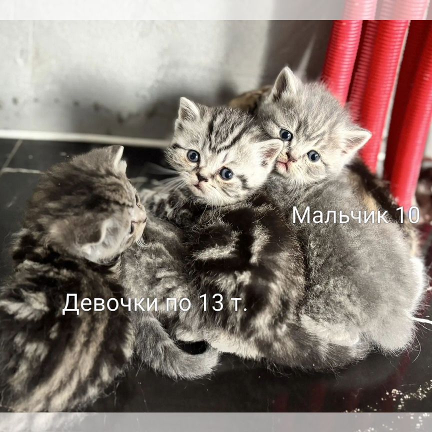 Британский короткошёрстный котёнок