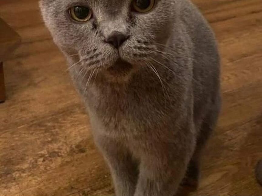 Котика ждет усыпление. Ищем дом