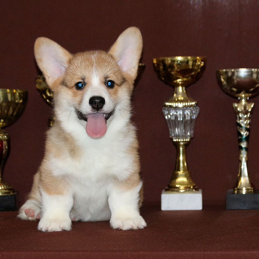 Щенки вельш корги пемброк. Родители чемпионы