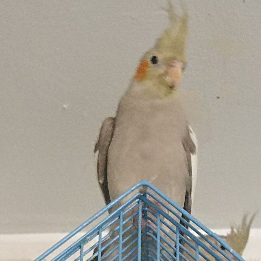Попугай корелла птенец