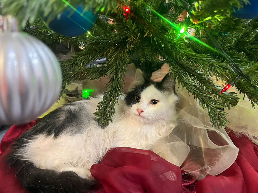 Котенок Евочка