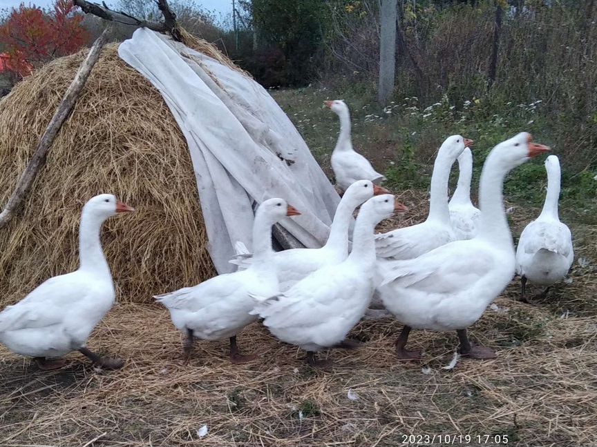 Гуси породы Линда