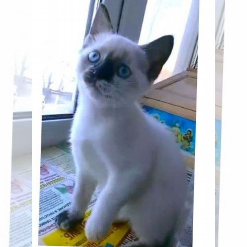 Котёнок в добрые руки