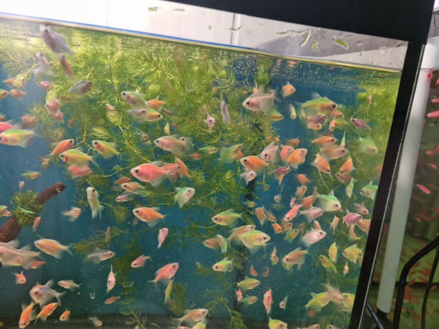 Аквариумные рыбки тернеция