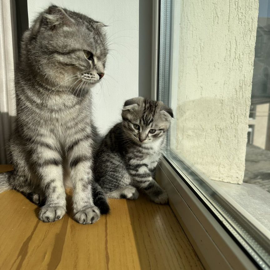 Шотланские вислоухие котята