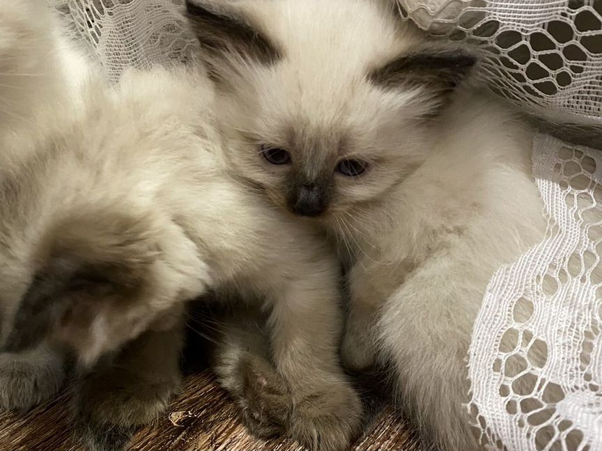 Невская маскарадная