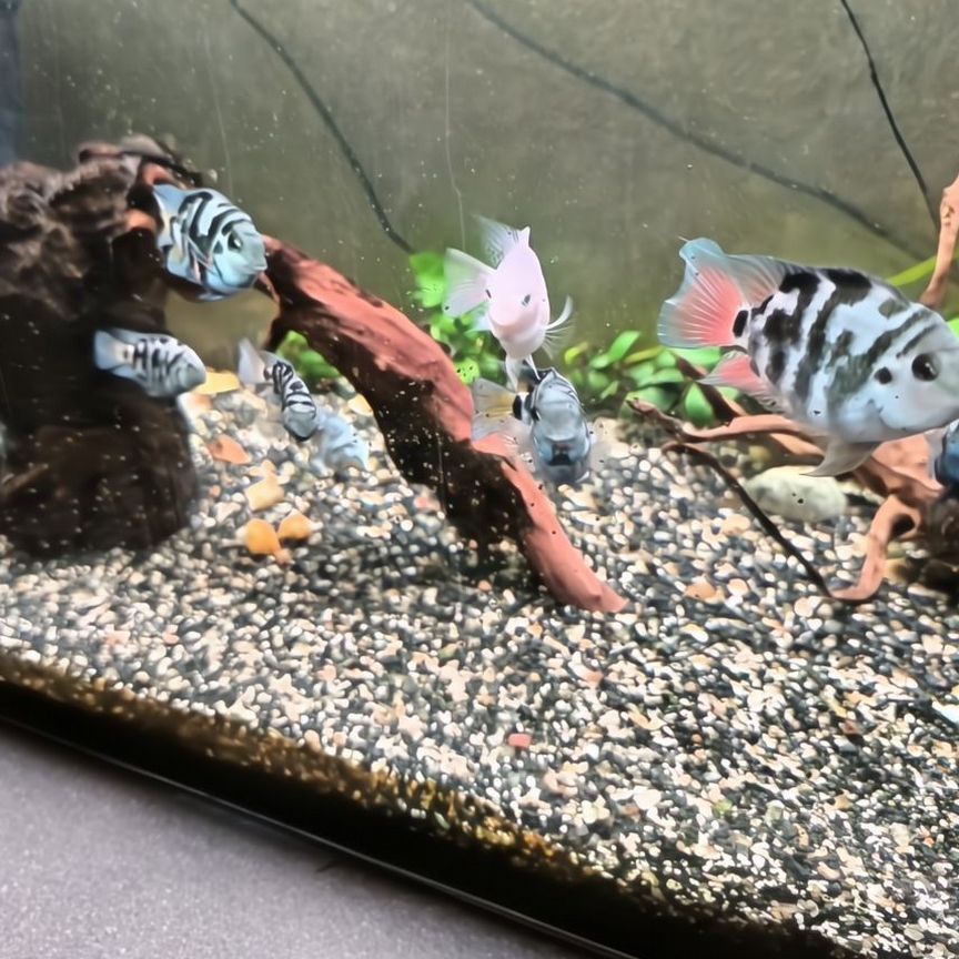 Аквариумные рыбки