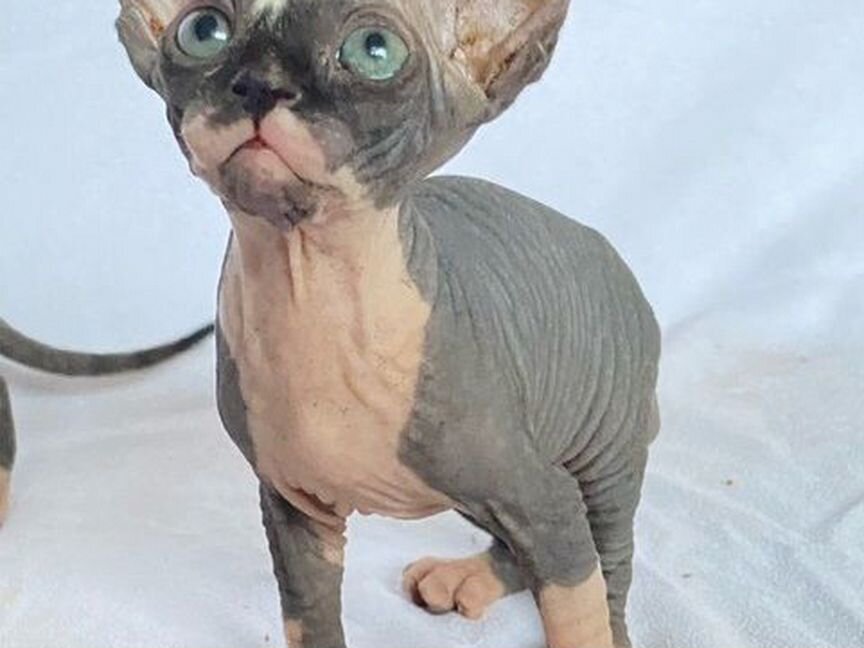 Котенок сфинкс эльф