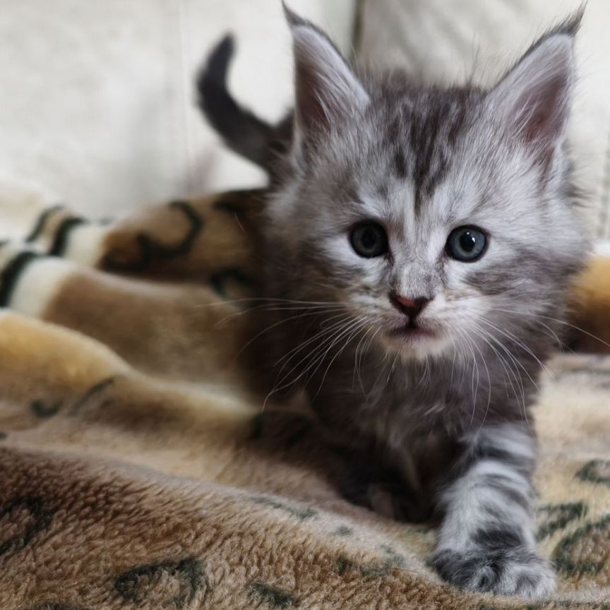 Мейн-кун котёнок