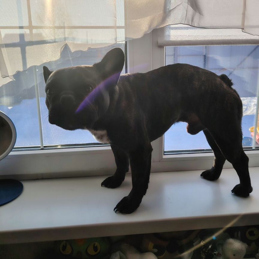 Французский бульдог, взрослый пёс