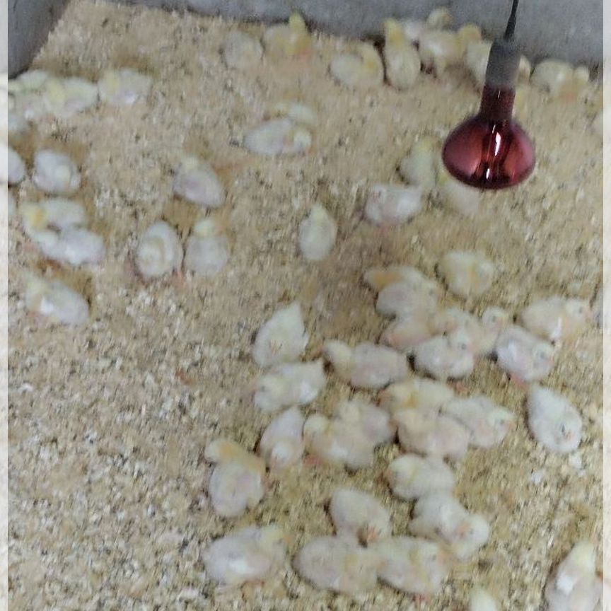 Бролерные цыплята