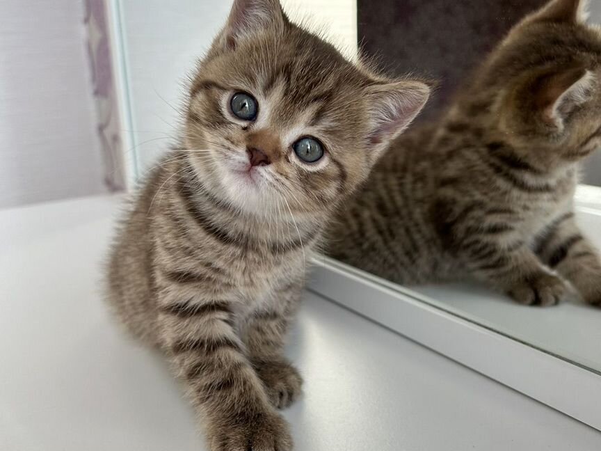 Шотландские котята