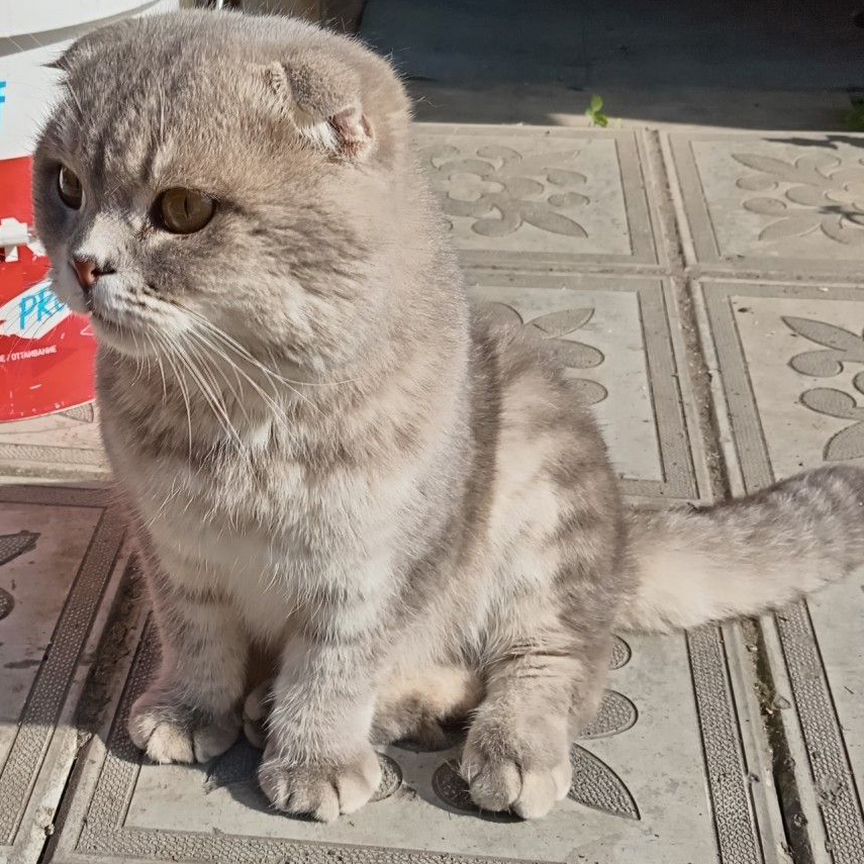 Отдам бесплатно британца