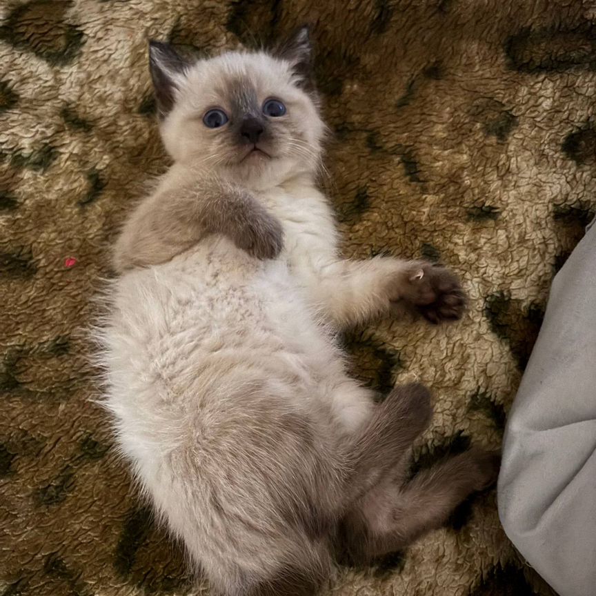 Котёнок в добрые руки