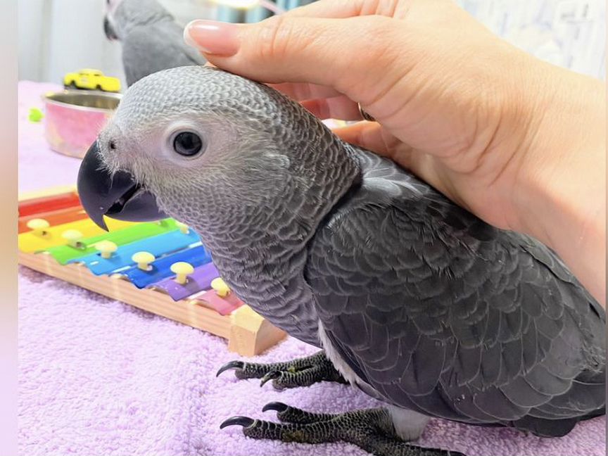 Самый говорящий вид попугаев