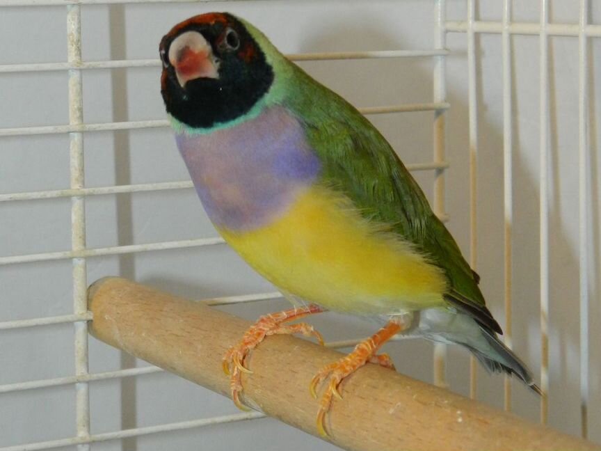 Амадина Гульда