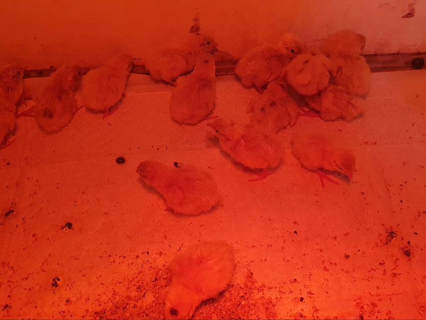 Перепела живые продажа