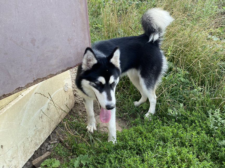 Найдена собака лайка или хаски