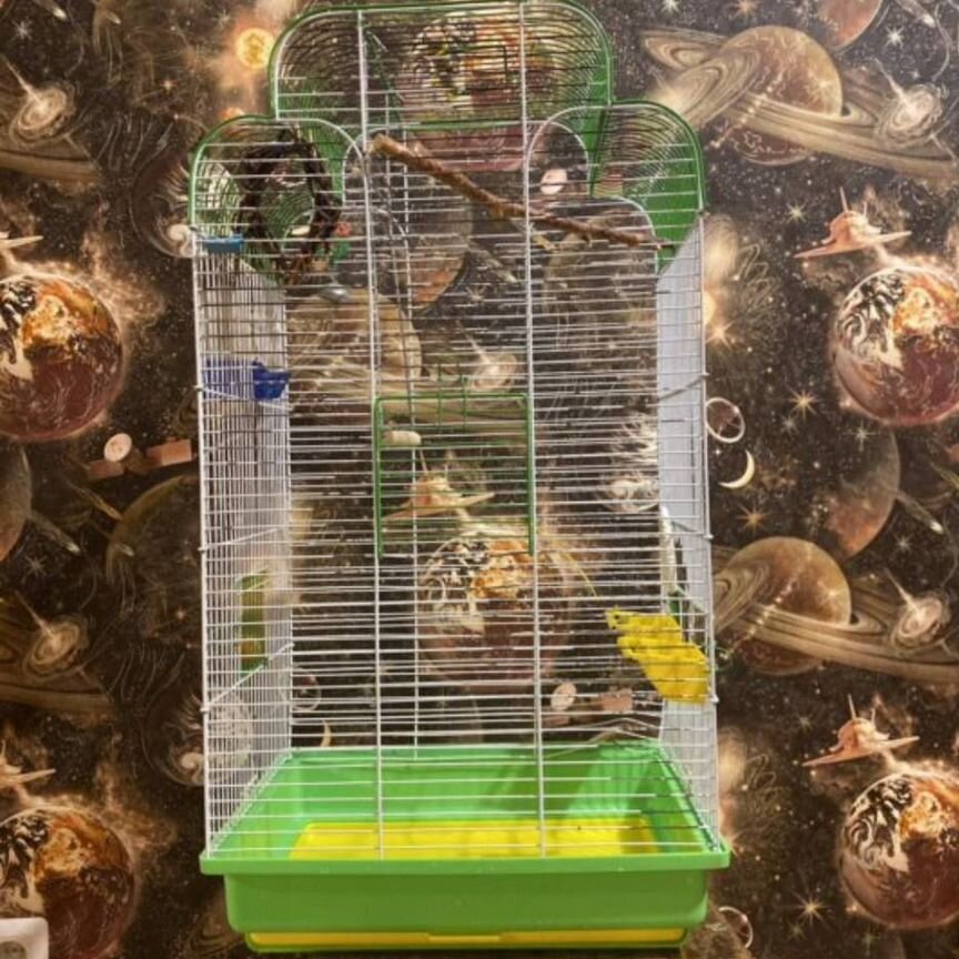 Клетка для попугая и вкусняшки