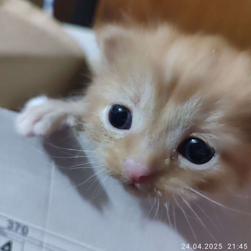 Котик.мальчик
