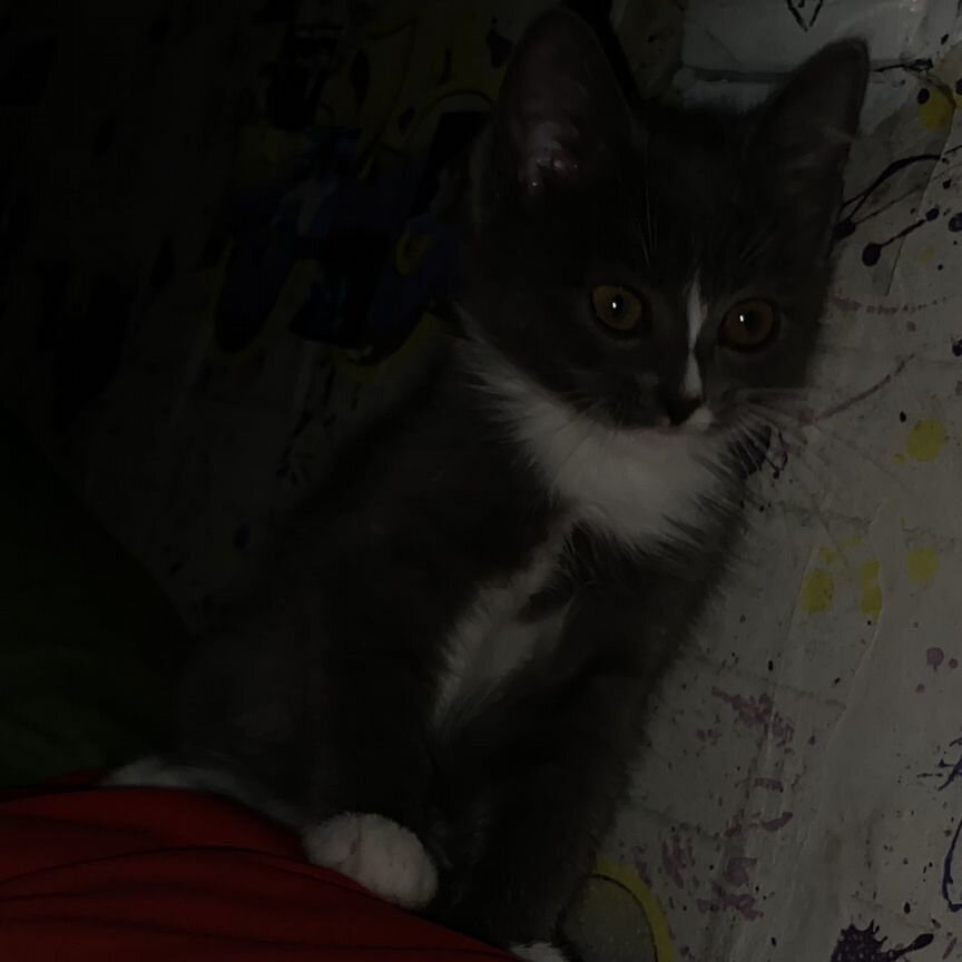 Котёнок в добрые руки