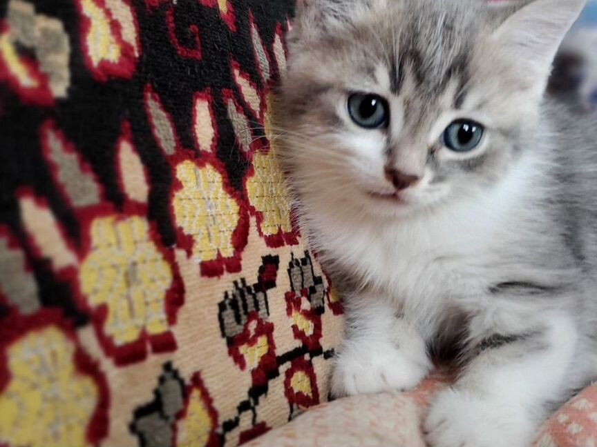 Котёнок- кот