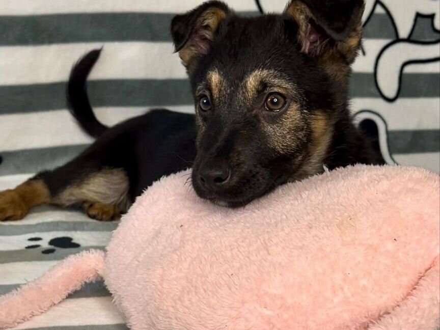 Черный щенок девочка 3 мес