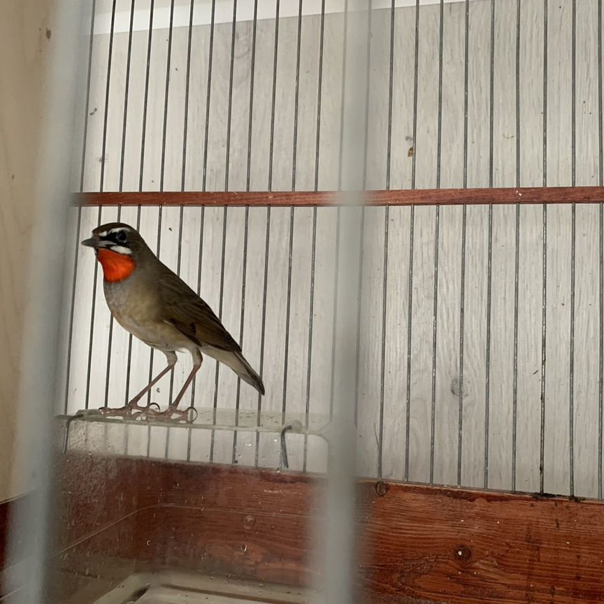 Красногорлый соловей