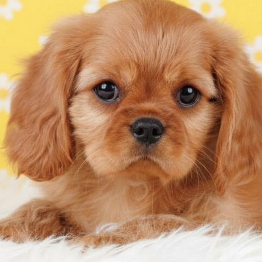 Кавалер кинг-чарльз-спаниель, щенок