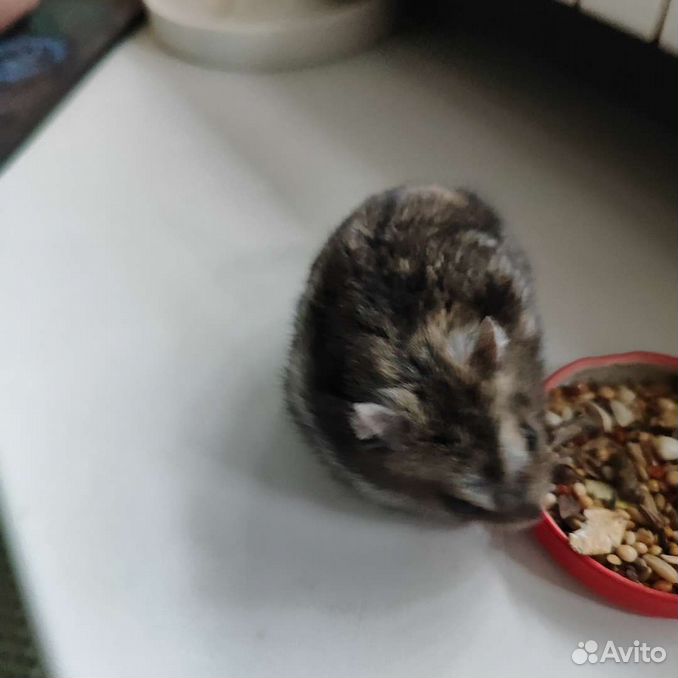 Джунгарский хомяк девочка