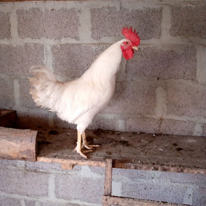 Продам куриных петухов