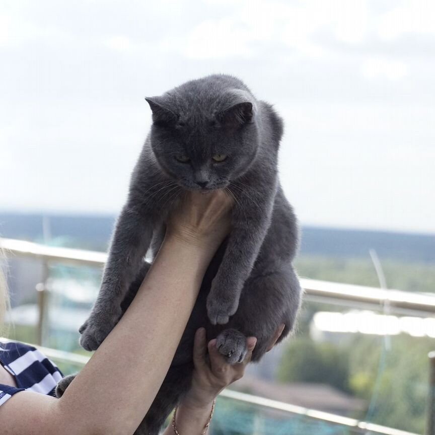 Кошечка Джема британка ищет дом